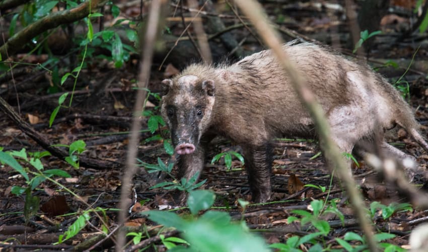 Arctonyx - Hog badgers: facts, distribution & population | BioDB