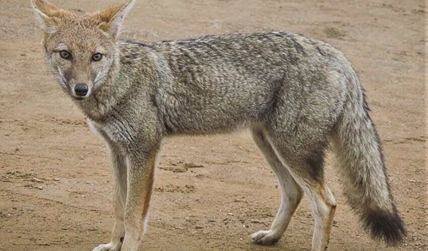 Lycalopex - SA foxes: facts, distribution & population | BioDB