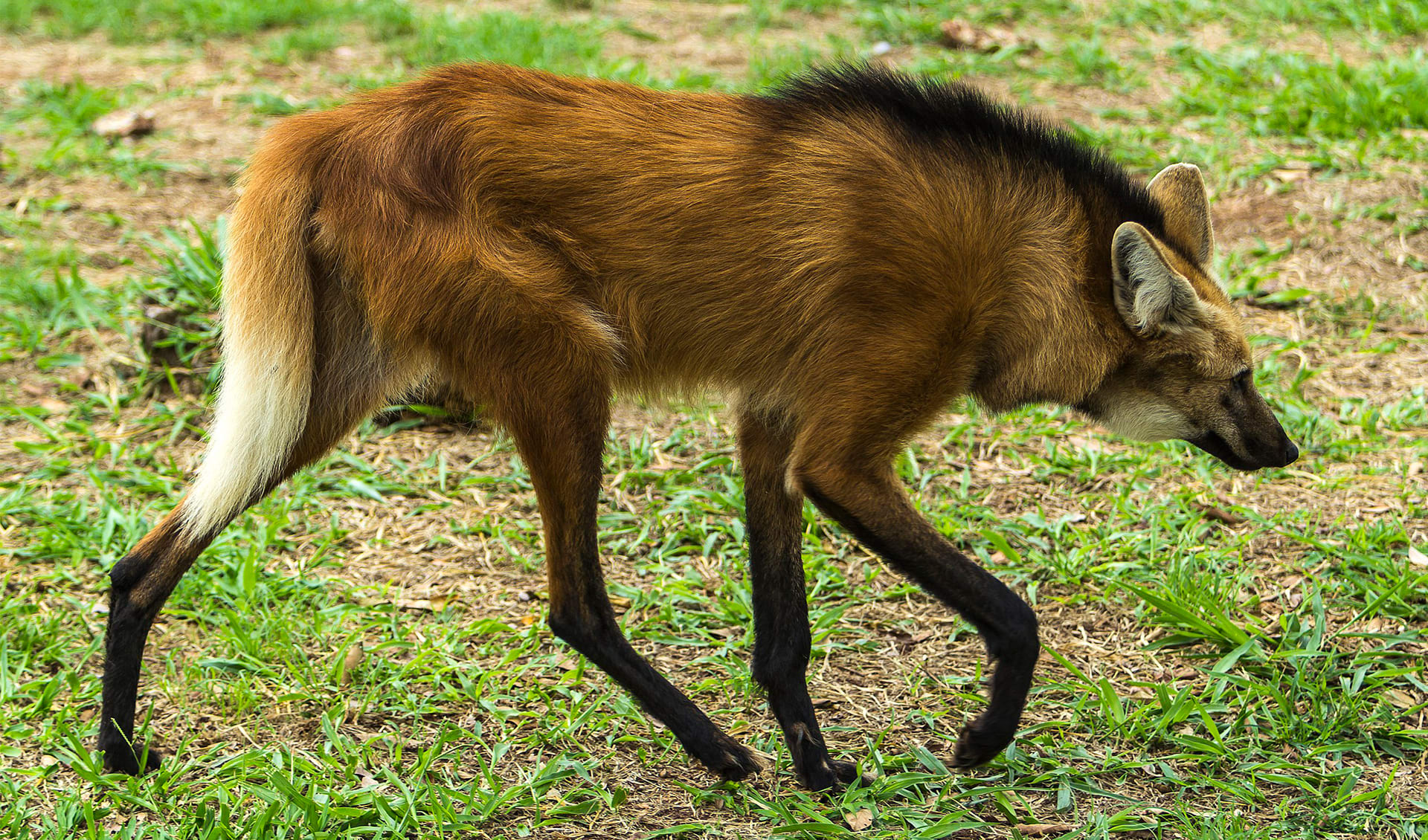 Maned wolf facts, distribution & population | BioDB