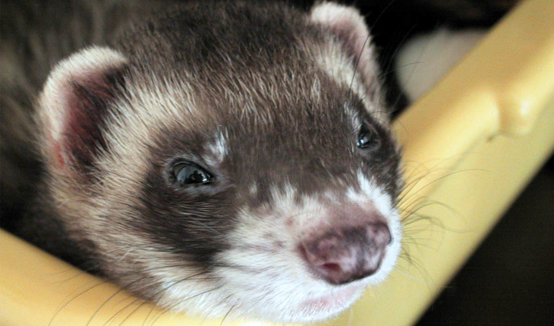 Domestic ferret facts, distribution & population | BioDB