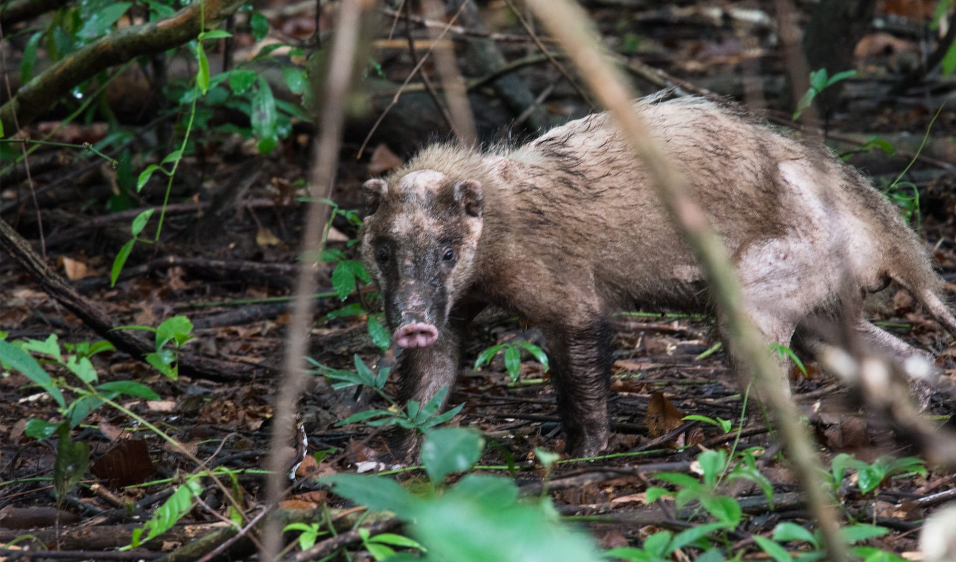 Greater hog badger facts, distribution & population | BioDB