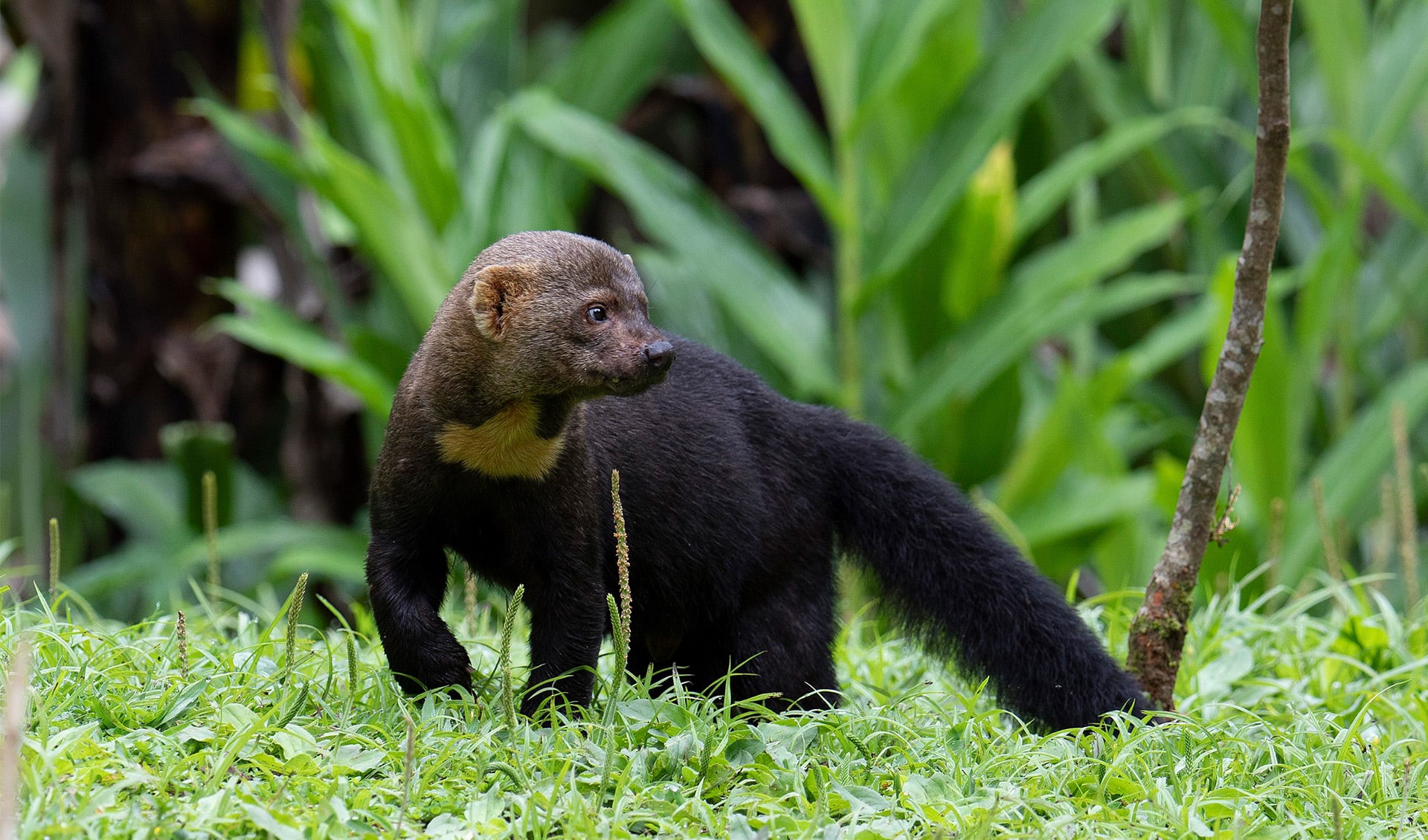Tayra facts, distribution & population | BioDB