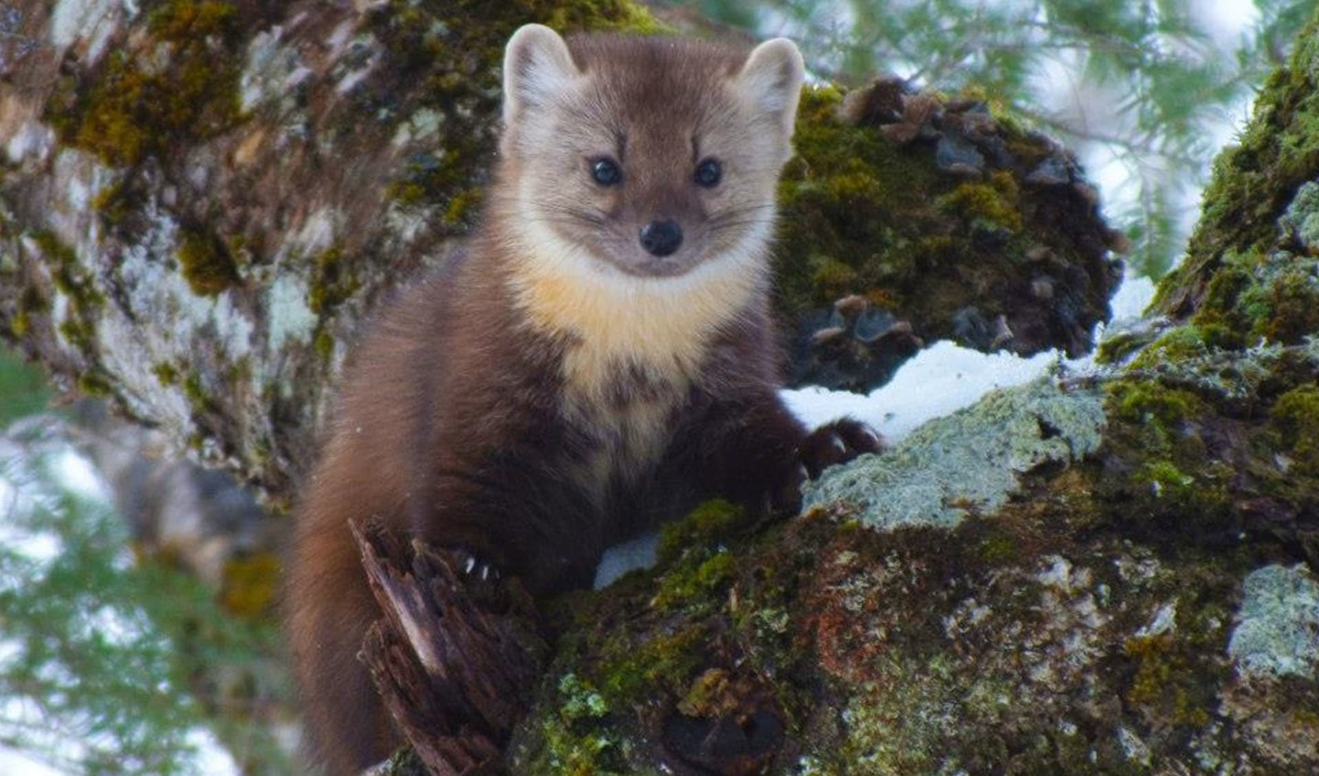 American pine marten facts, distribution & population | BioDB