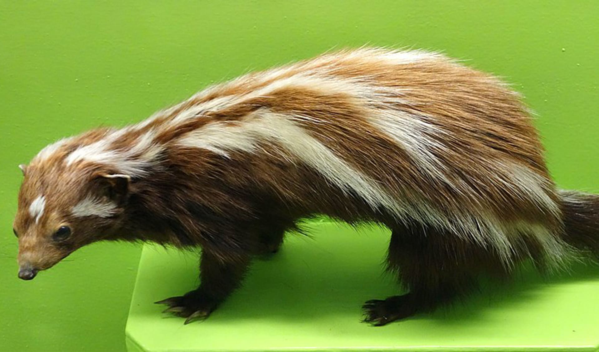 Striped polecat facts, distribution & population | BioDB