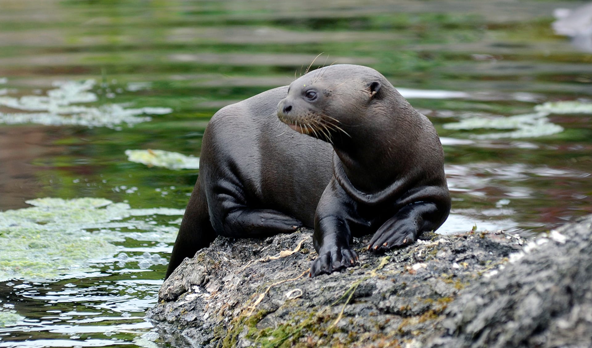 Giant otter facts, distribution & population | BioDB