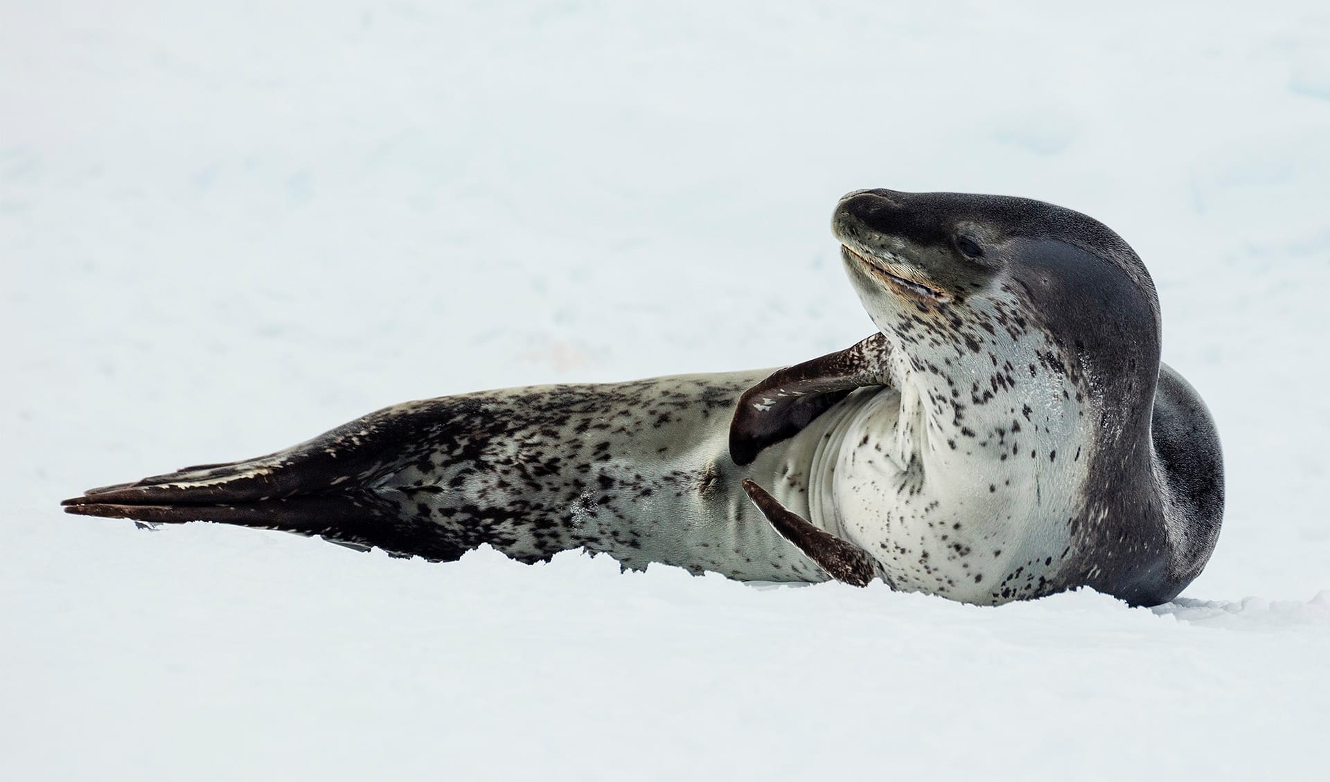 Leopard seal facts, distribution & population | BioDB