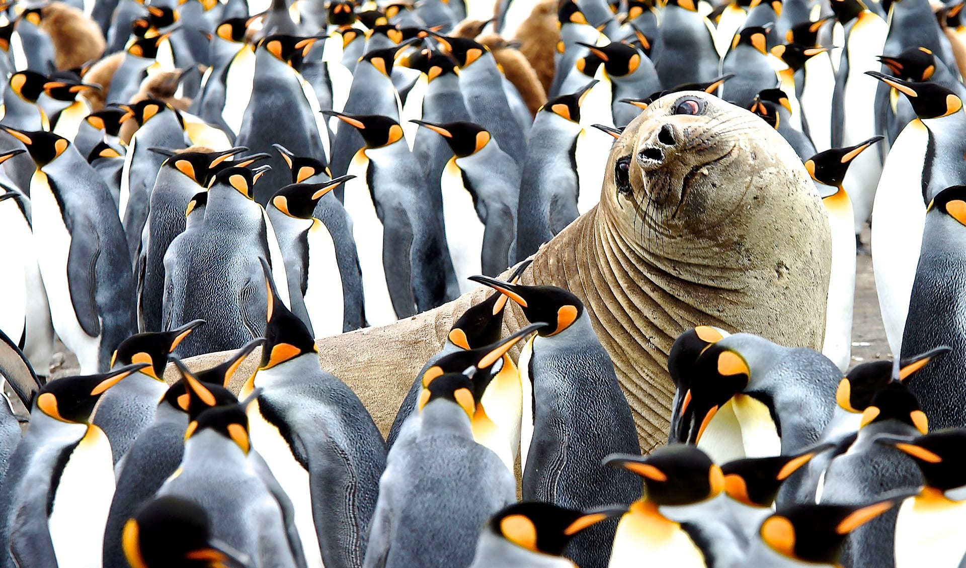 Southern elephant seal facts, distribution & population | BioDB