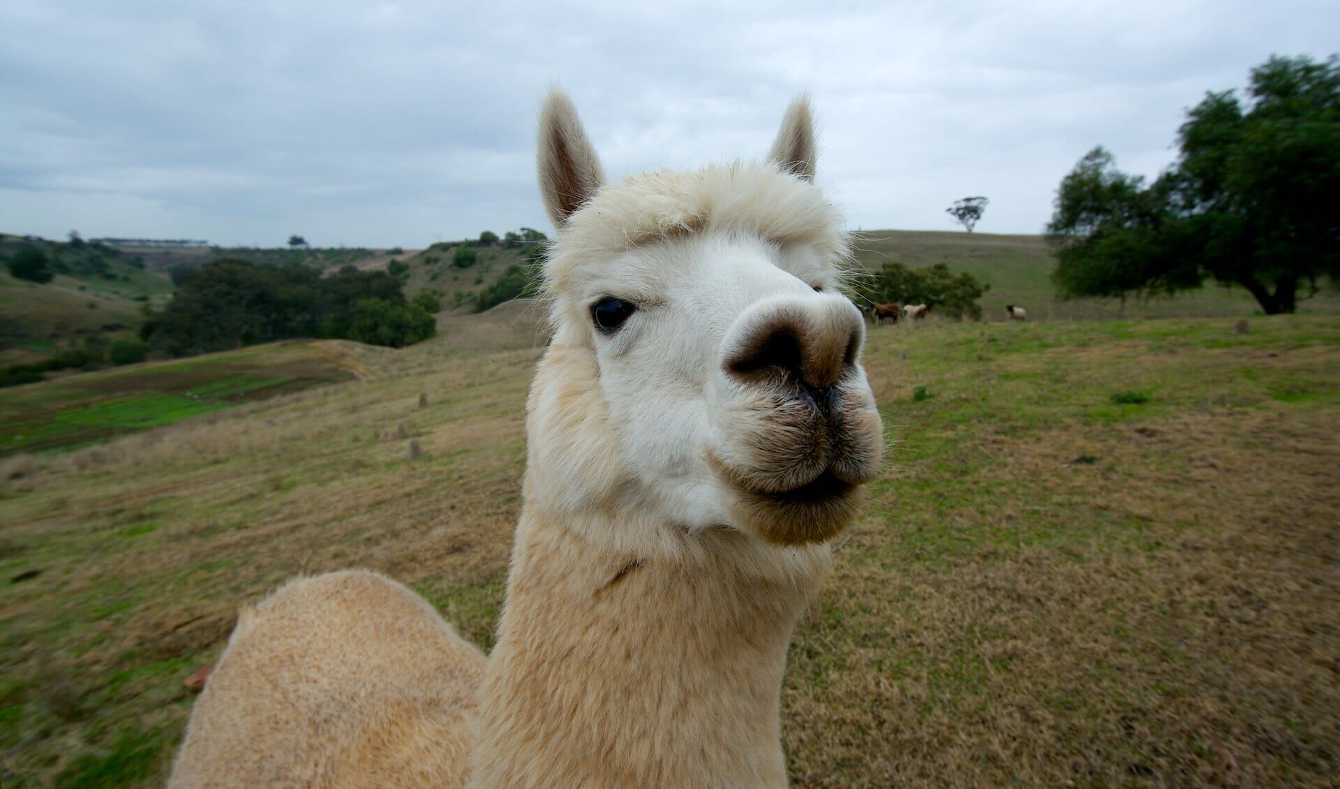 Lama - Lamas: facts, distribution & population | BioDB