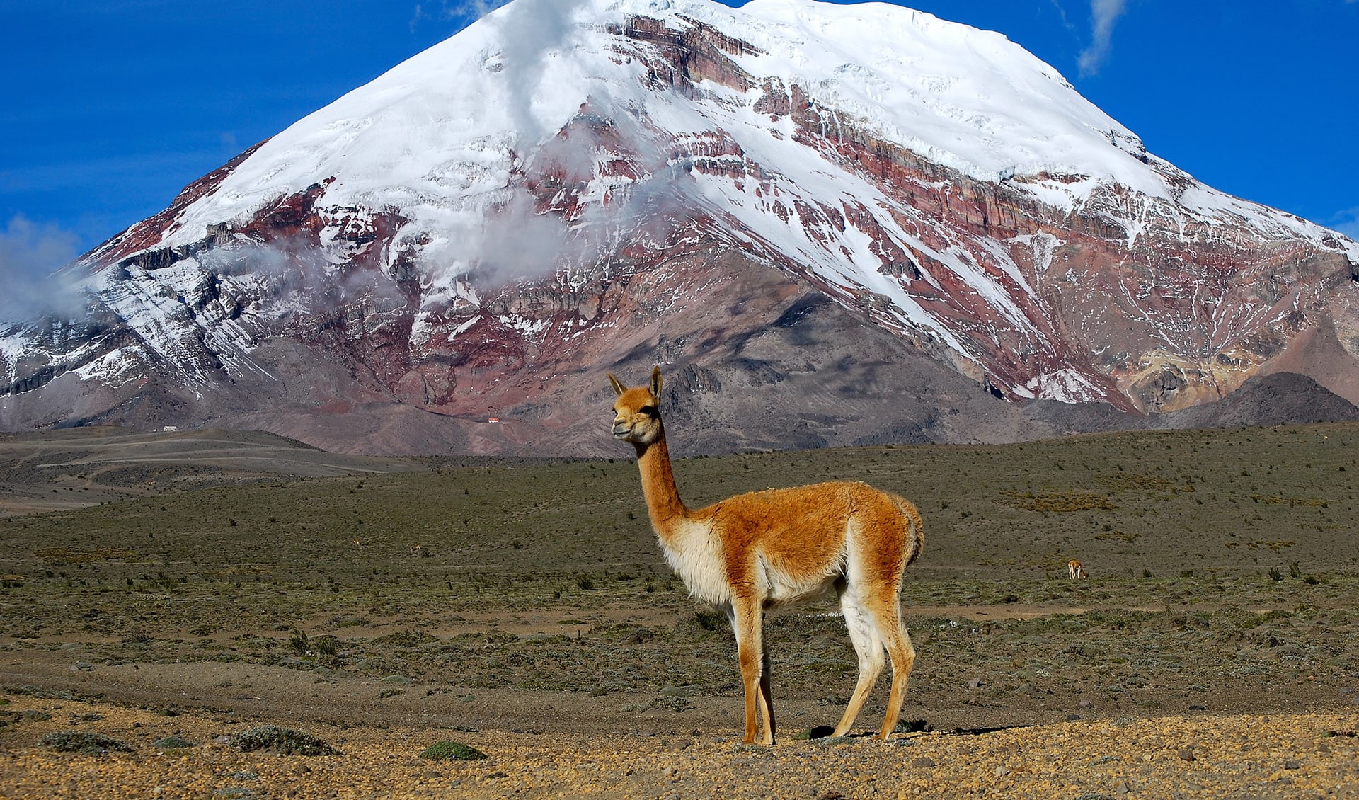 Vicuña facts, distribution & population | BioDB