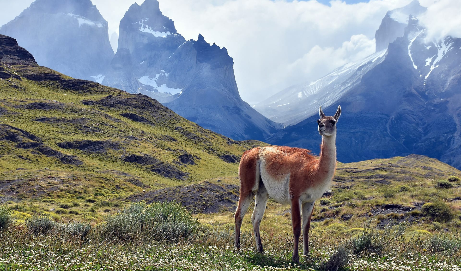 Guanaco facts, distribution & population | BioDB