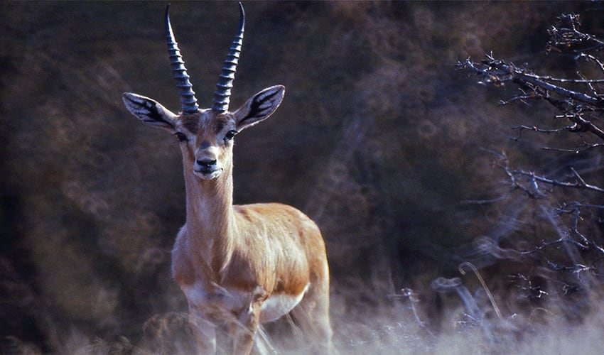 Gazella - Gazelles: facts, distribution & population | BioDB