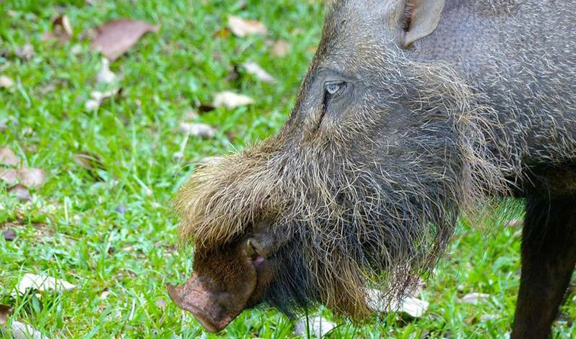 Palawan bearded pig facts, distribution & population | BioDB