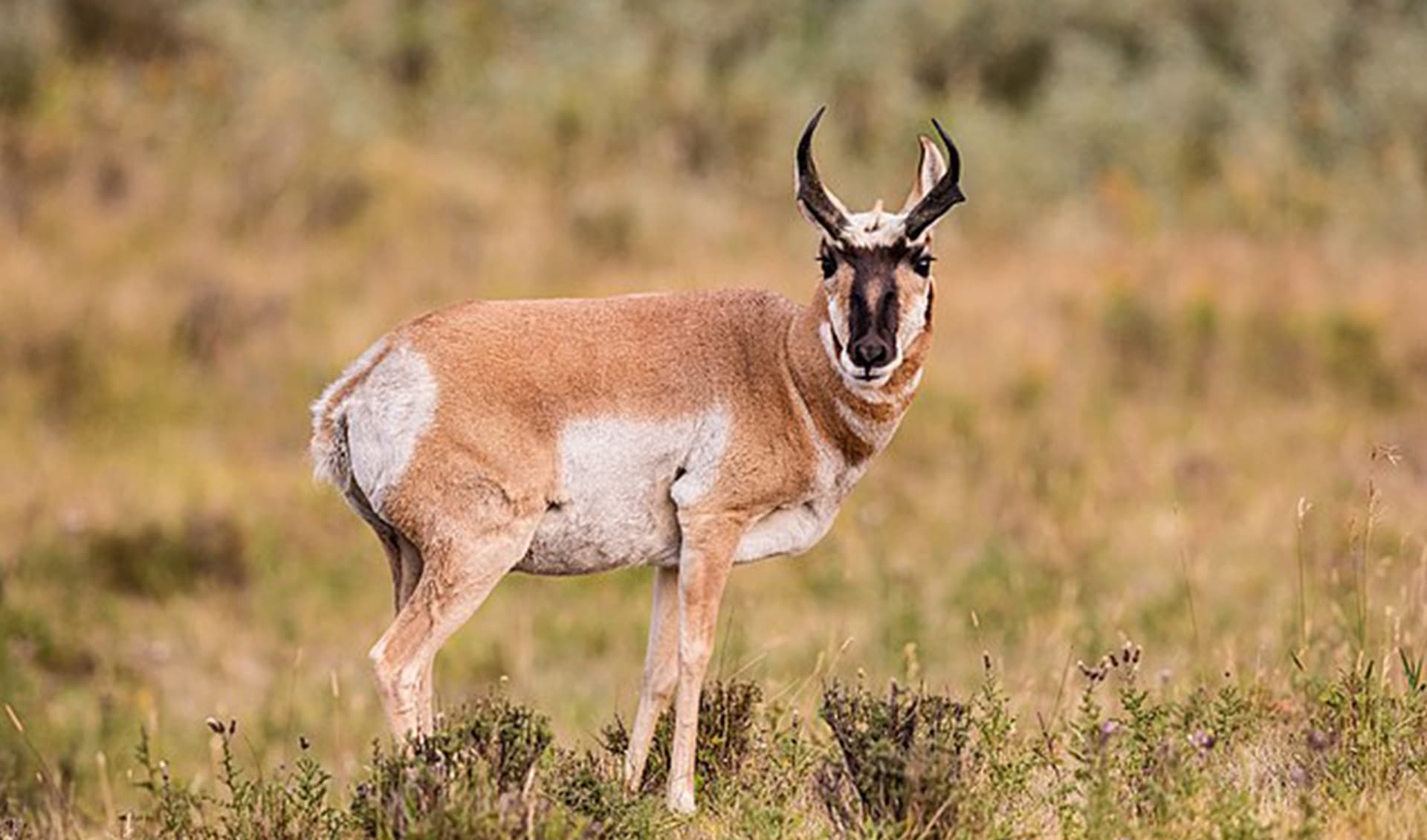 Pronghorn facts, distribution & population | BioDB