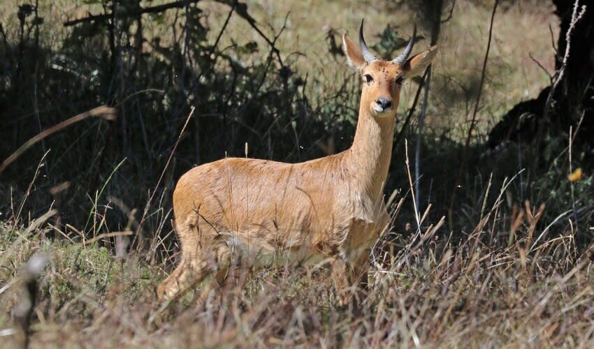 Redunca - Reedbucks: facts, distribution & population | BioDB