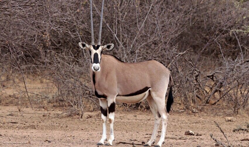 Oryx - Oryxes: facts, distribution & population | BioDB