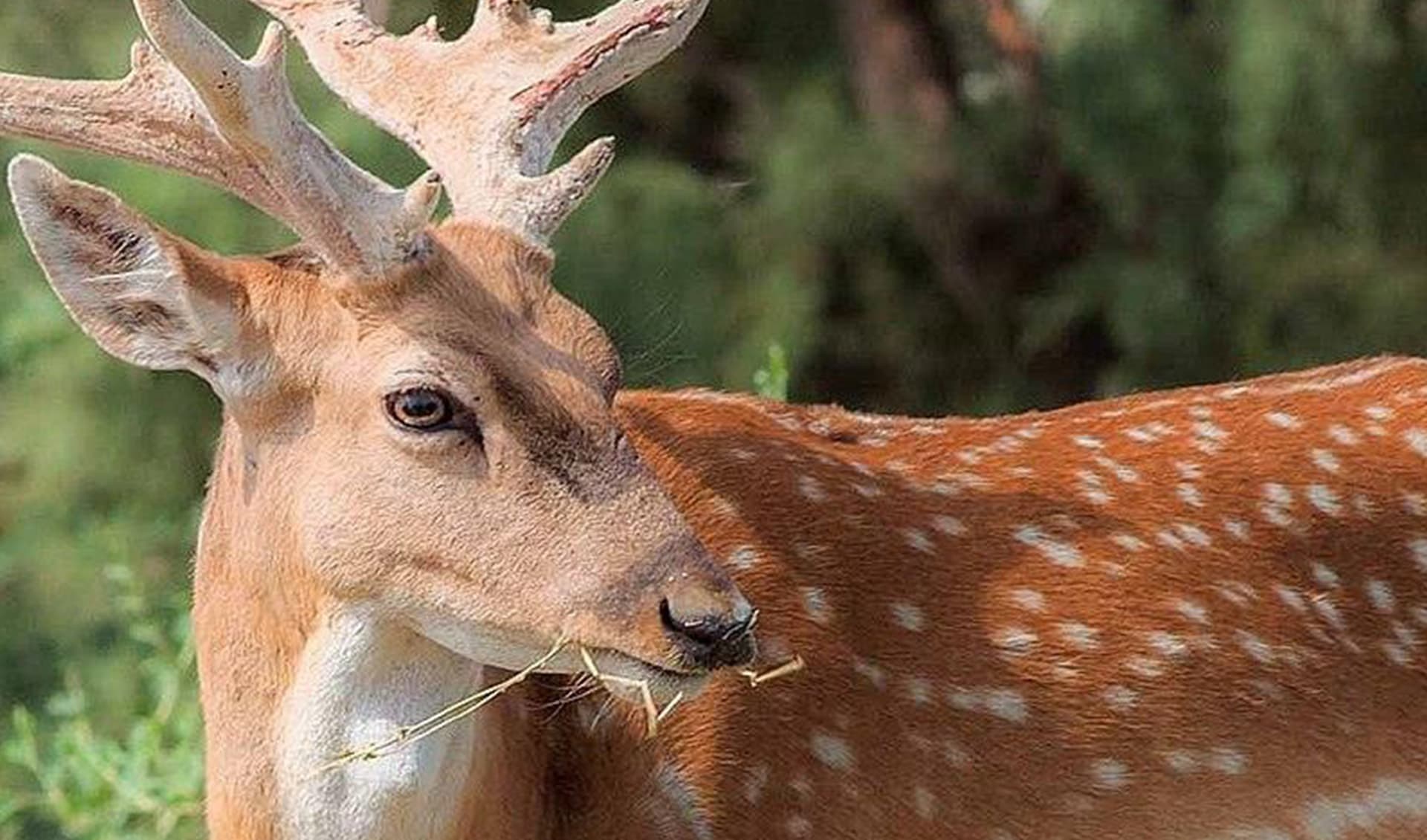 Fallow deer facts, distribution & population | BioDB