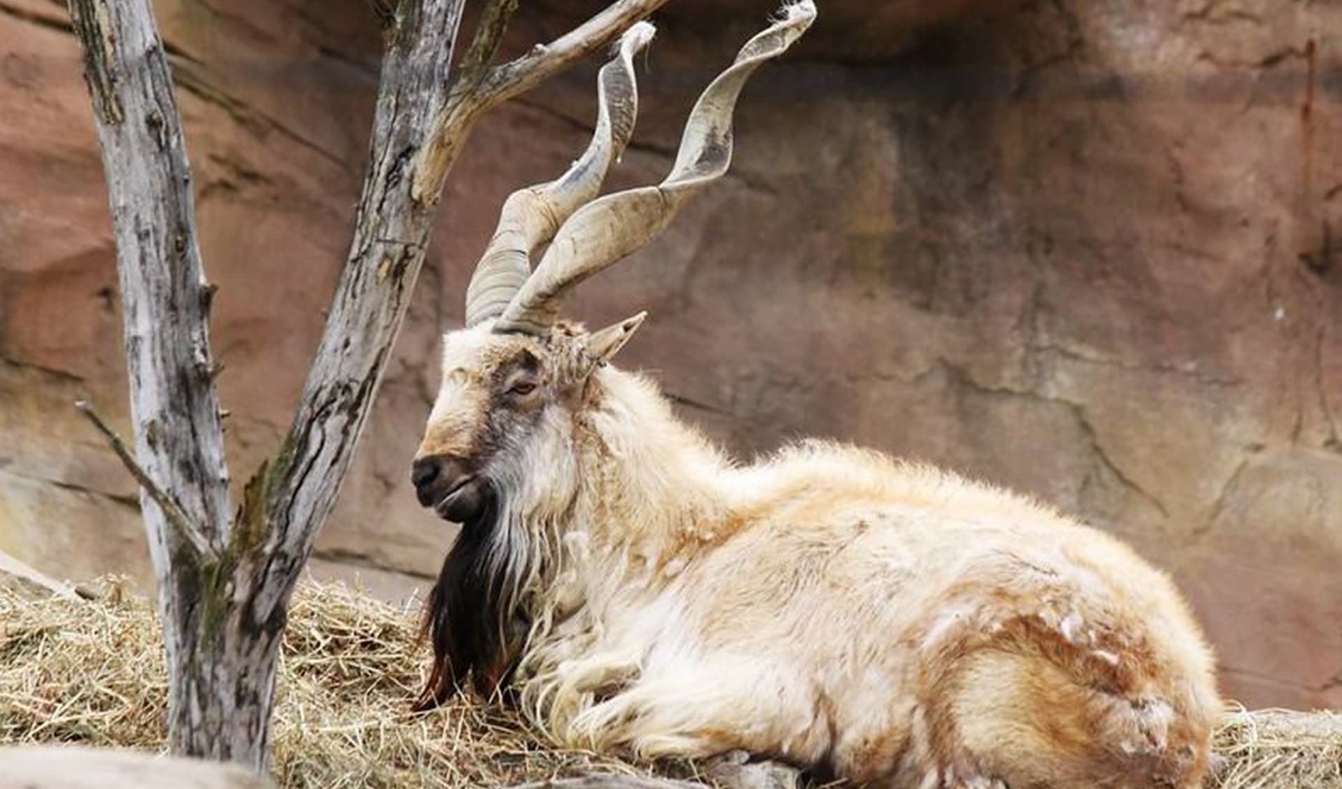 Markhor facts, distribution & population | BioDB