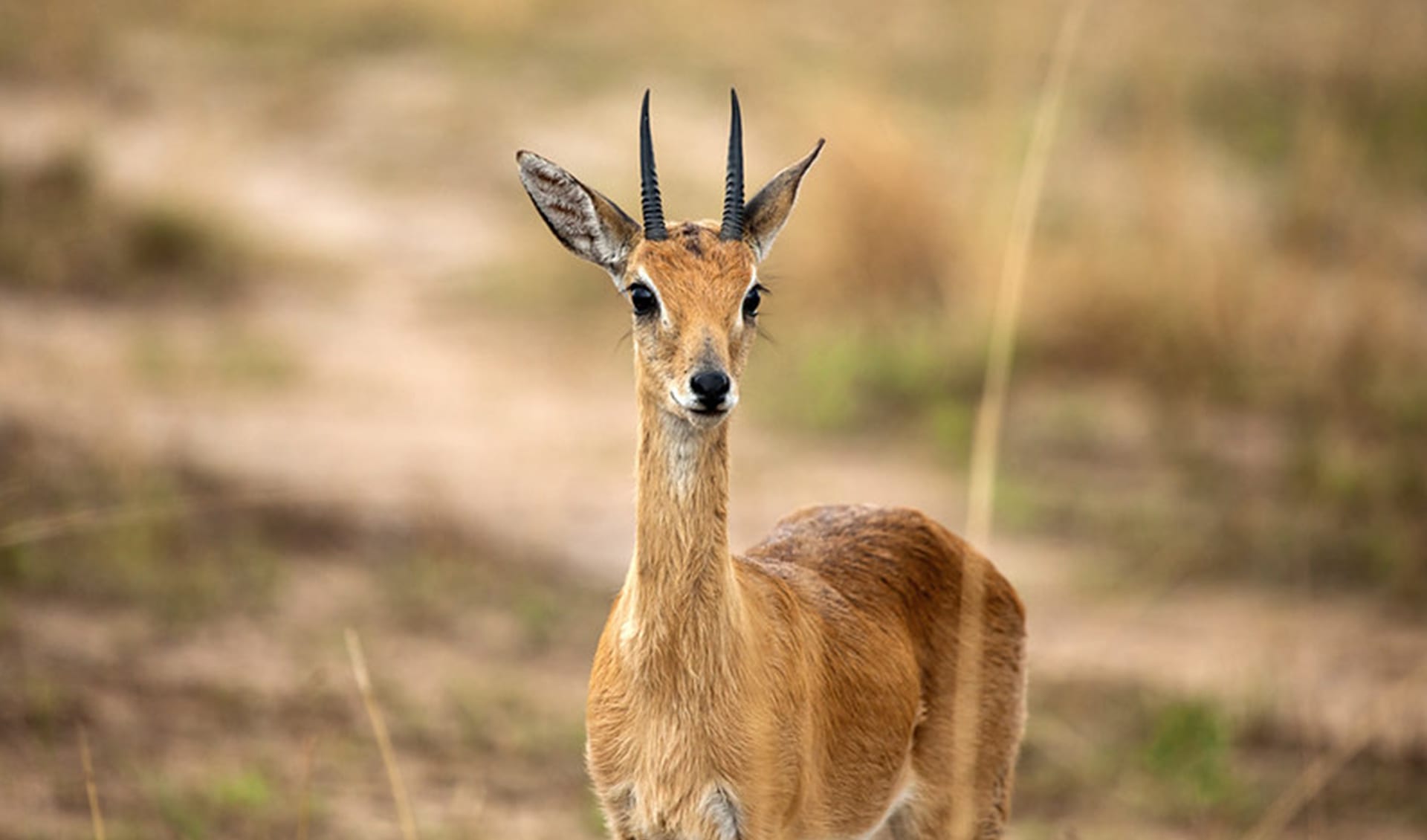 Oribi facts, distribution & population | BioDB