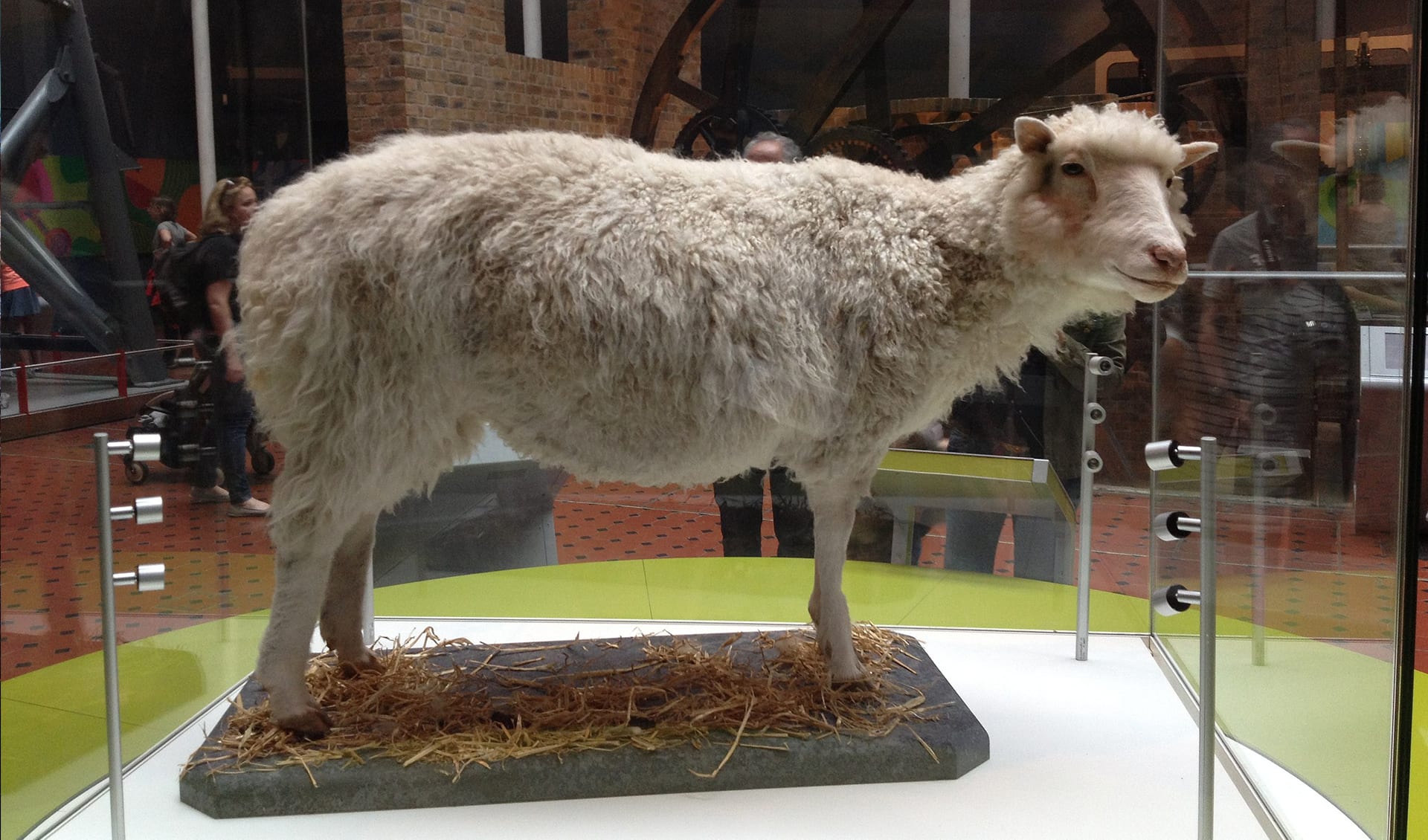 Domestic sheep facts, distribution & population | BioDB