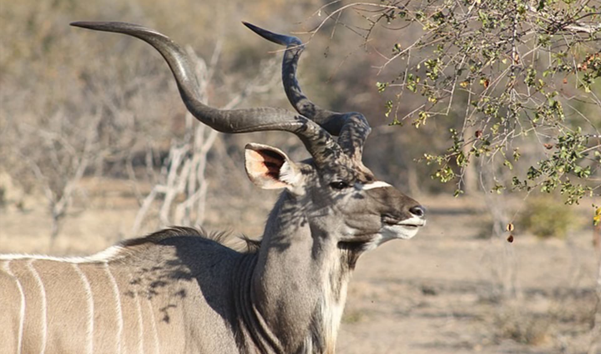 Greater kudu facts, distribution & population | BioDB