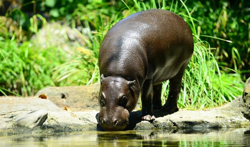 Hexaprotodon – Pygmy hippopotamus: facts, distribution & population | BioDB