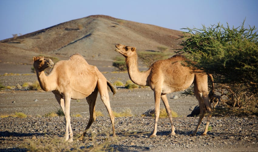 Camelus – Camels: facts, distribution & population | BioDB