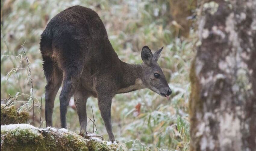 Moschus – Musk deers: facts, distribution & population | BioDB