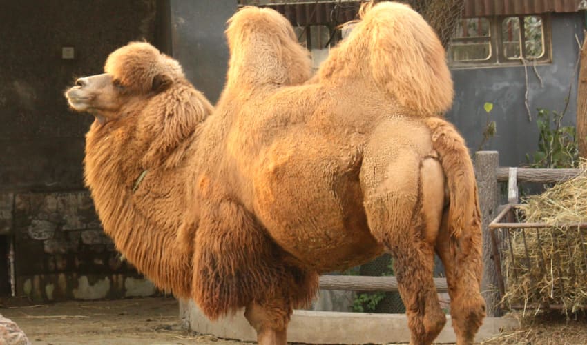 Camelidae - Camels: facts, distribution & population | BioDB