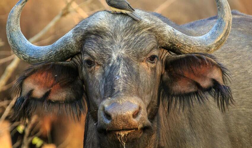 Bovidae - Antelopes: facts, distribution & population | BioDB