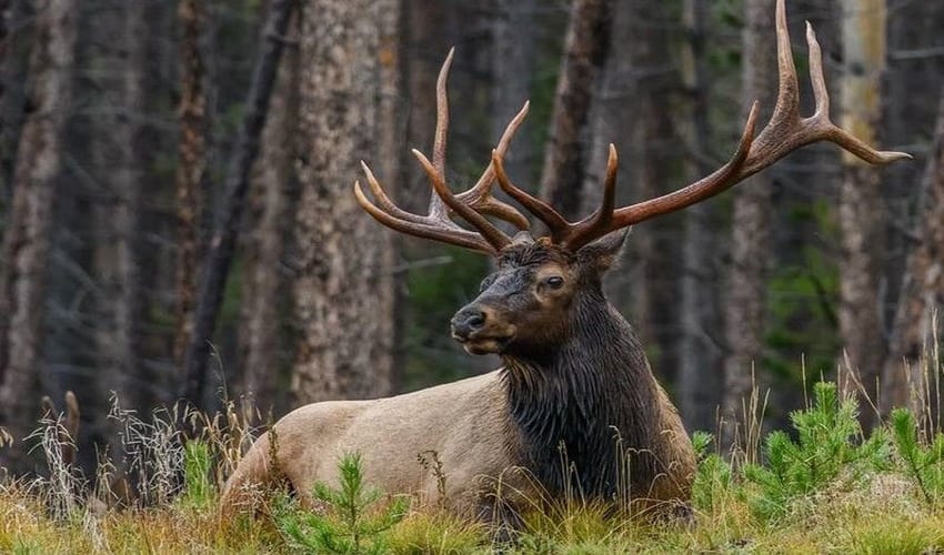 Elk facts, distribution & population | BioDB