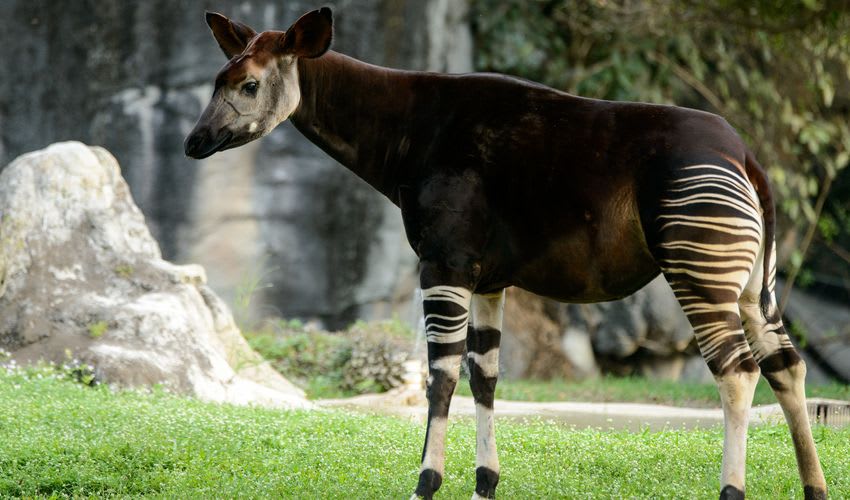 Okapia - Okapi: facts, distribution & population | BioDB