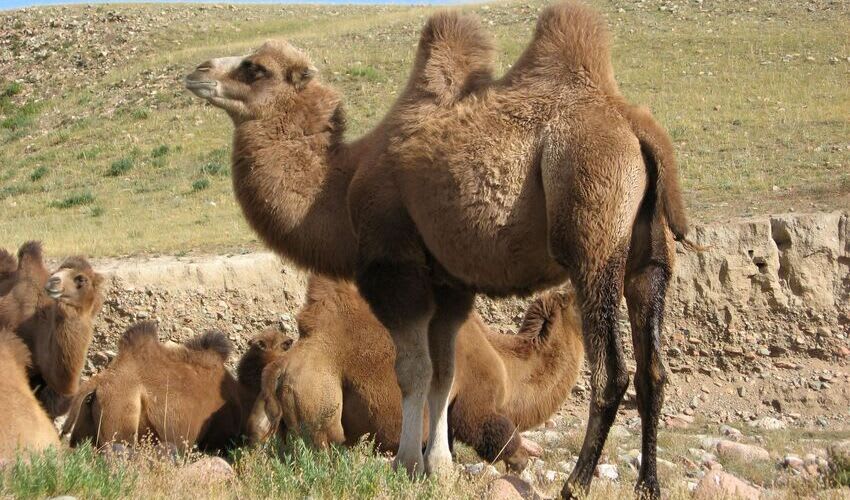 Bactrian camel facts, distribution & population | BioDB
