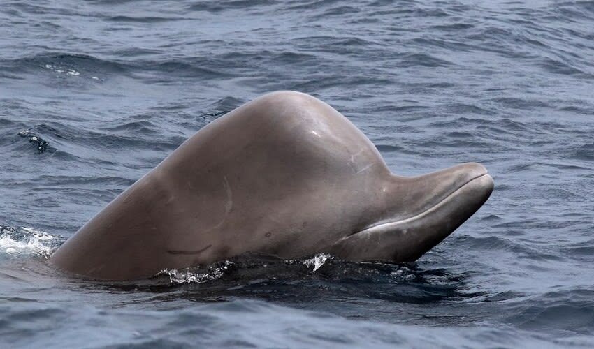 Hyperoodontidae - Beaked whales: facts, distribution & population | BioDB