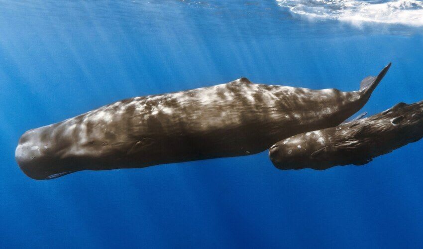 Physeteridae - Sperm whale: facts, distribution & population | BioDB