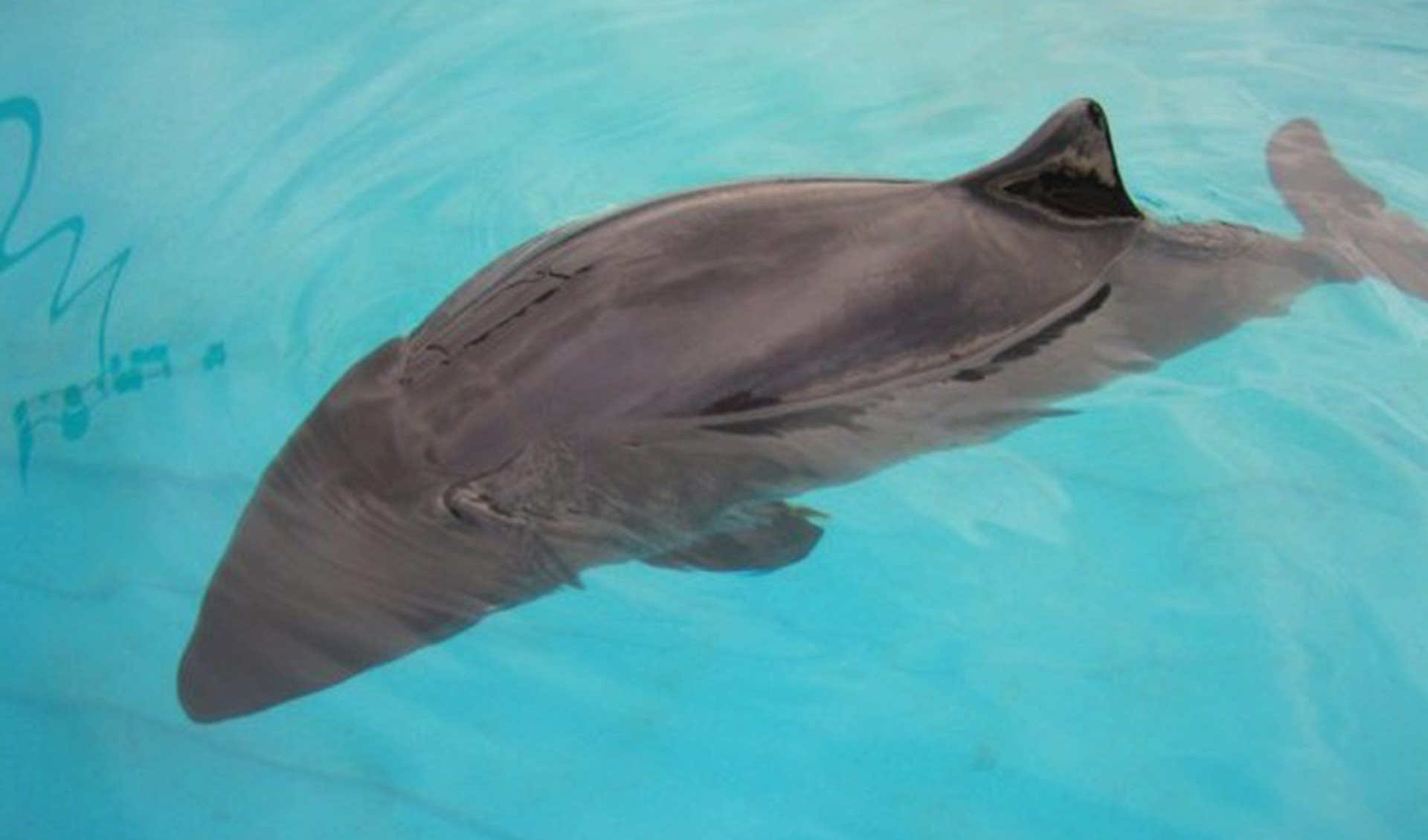 Dwarf sperm whale facts, distribution & population | BioDB