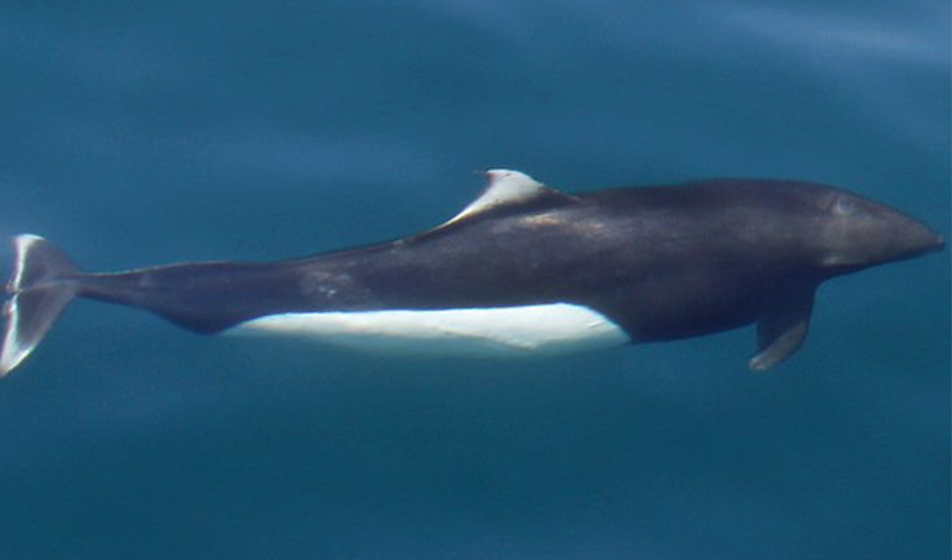Dall's porpoise facts, distribution & population | BioDB