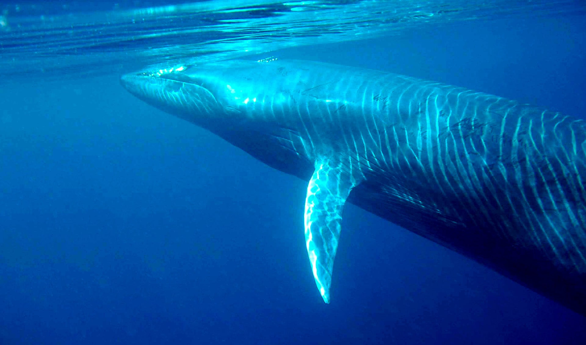 Bryde's whale facts, distribution & population | BioDB