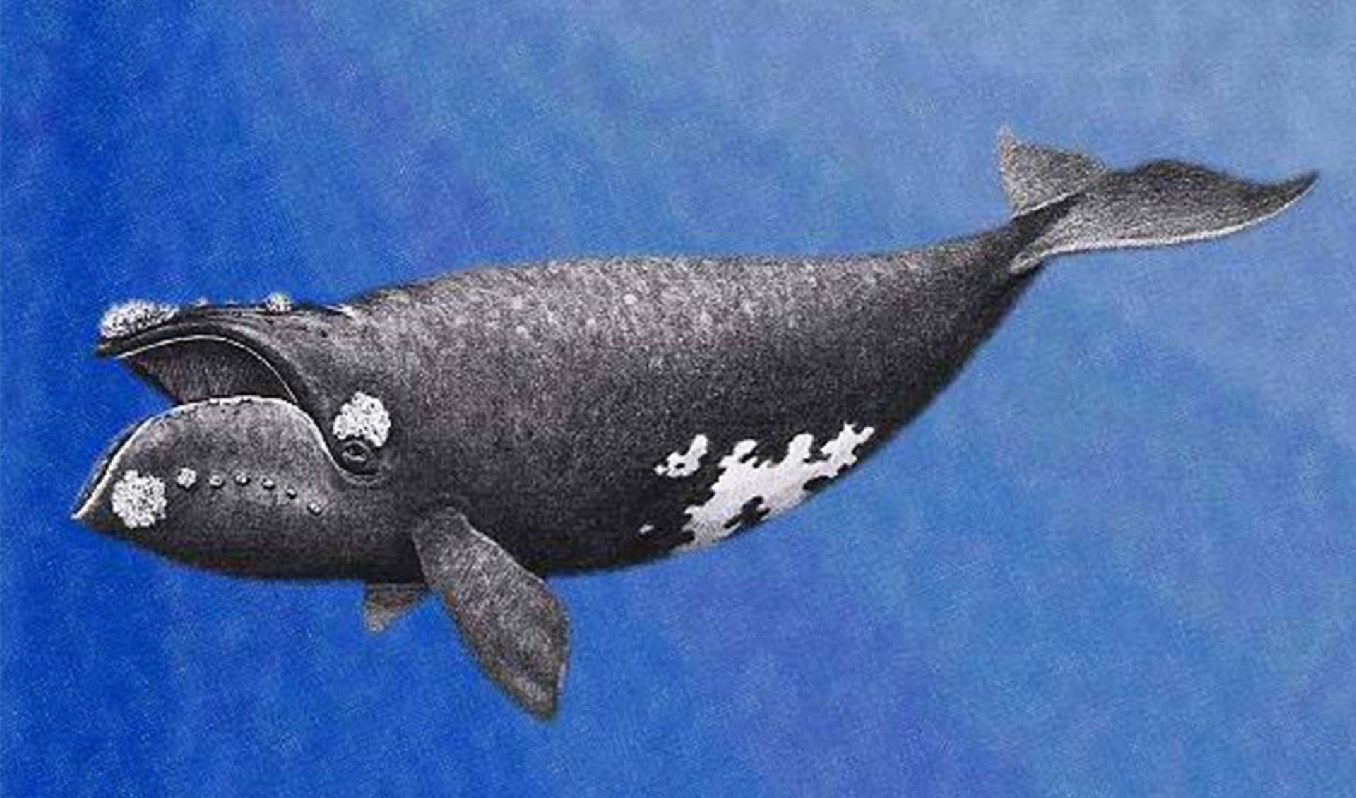 North Pacific right whale facts, distribution & population | BioDB