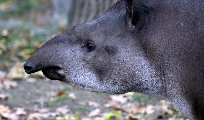 Tapiridae - Tapirs: facts, distribution & population | BioDB