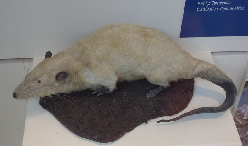 Giant otter shrew facts, distribution & population | BioDB