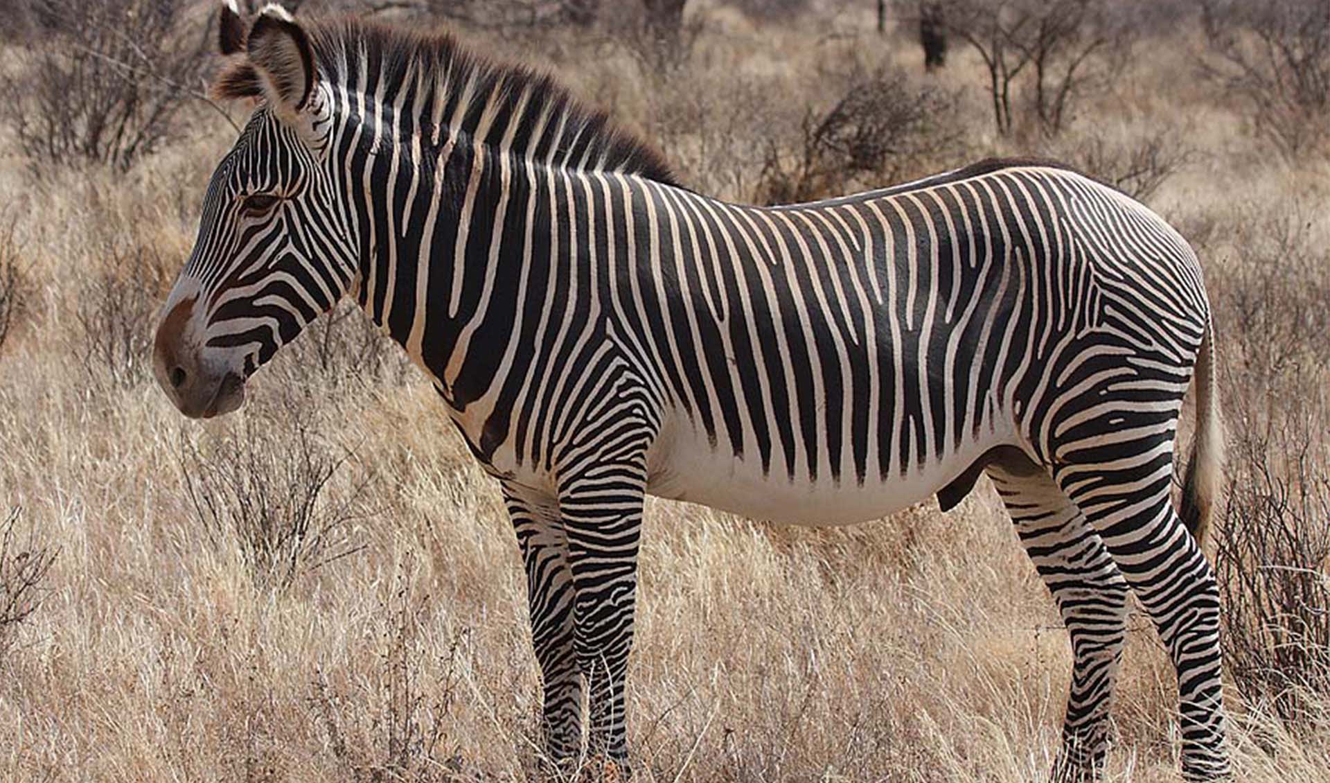 Grévy's zebra facts, distribution & population | BioDB