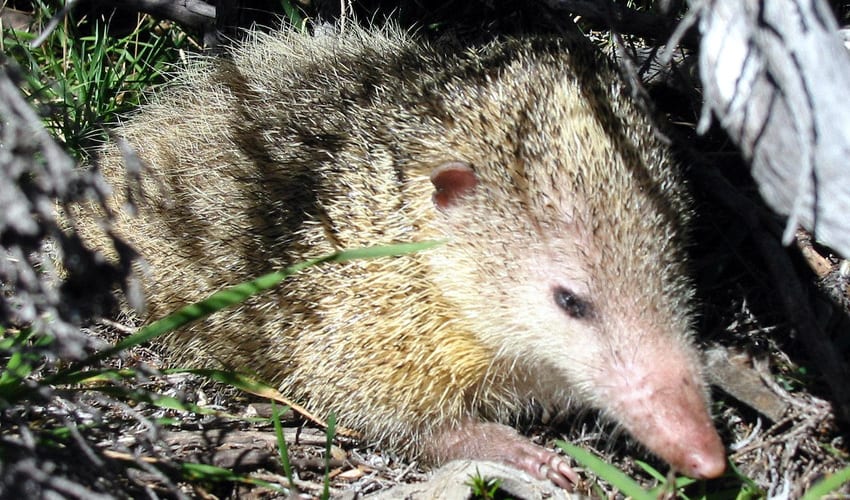 Large-eared tenrec facts, distribution & population | BioDB