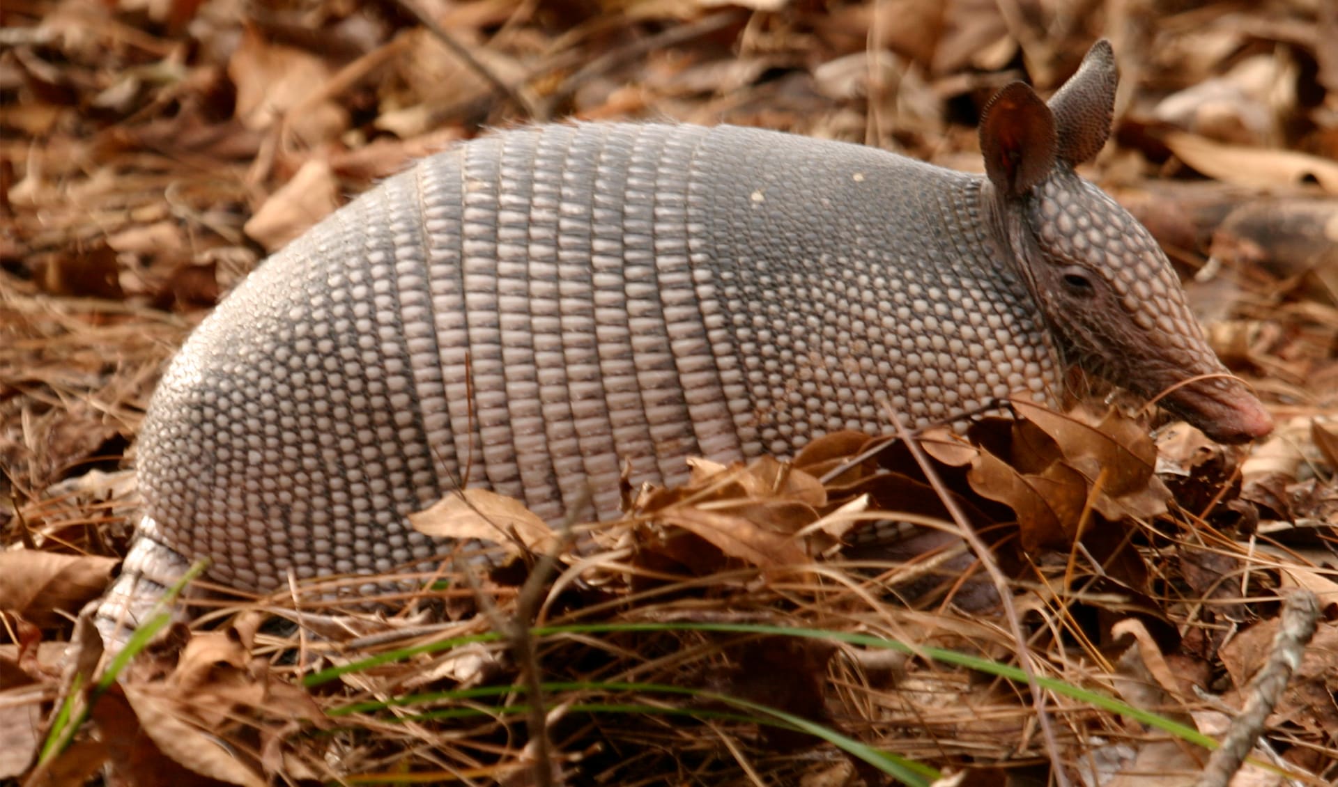 Nine-banded armadillo facts, distribution & population | BioDB