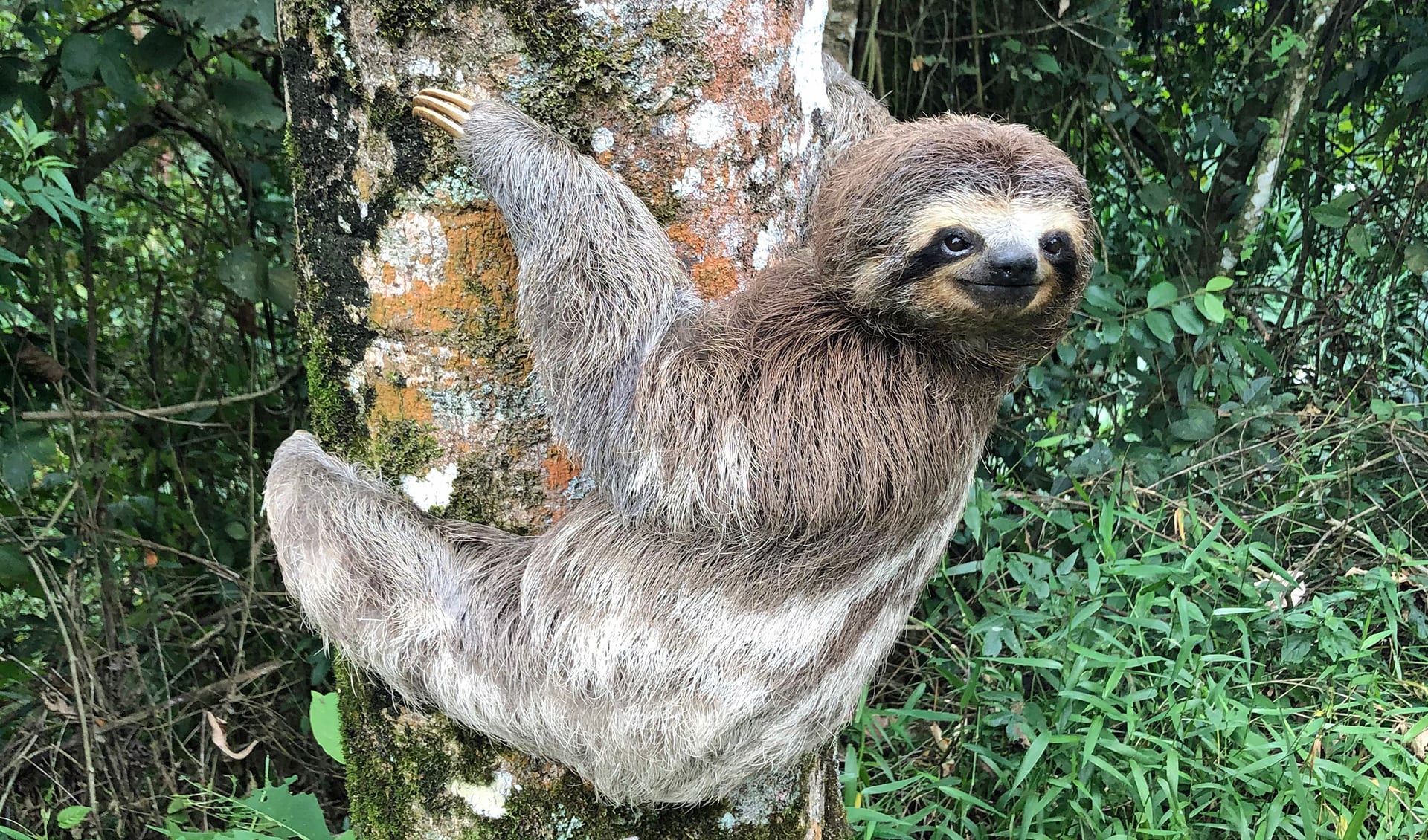 Pale-throated sloth facts, distribution & population | BioDB