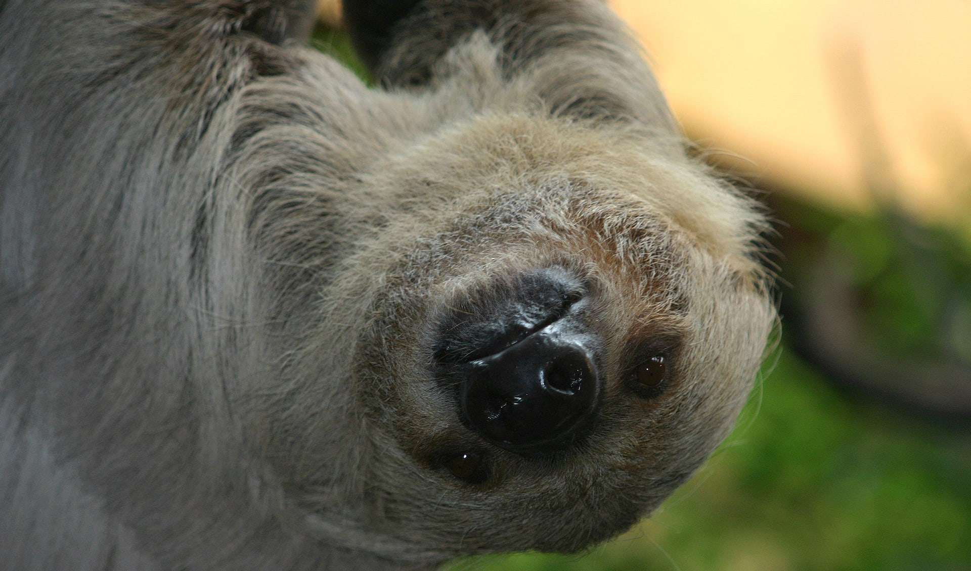 Linnaeus's two-toed sloth facts, distribution & population | BioDB