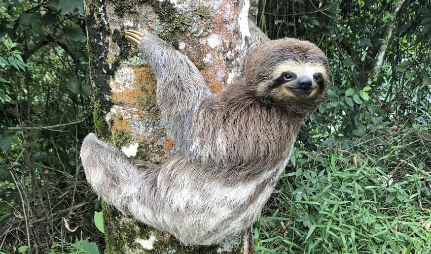 Bradypus - Three-toed sloths: facts, distribution & population | BioDB