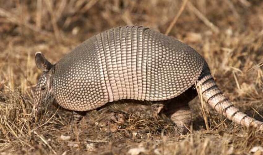 Dasypus - Long-nosed Armadillos: facts, distribution & population | BioDB