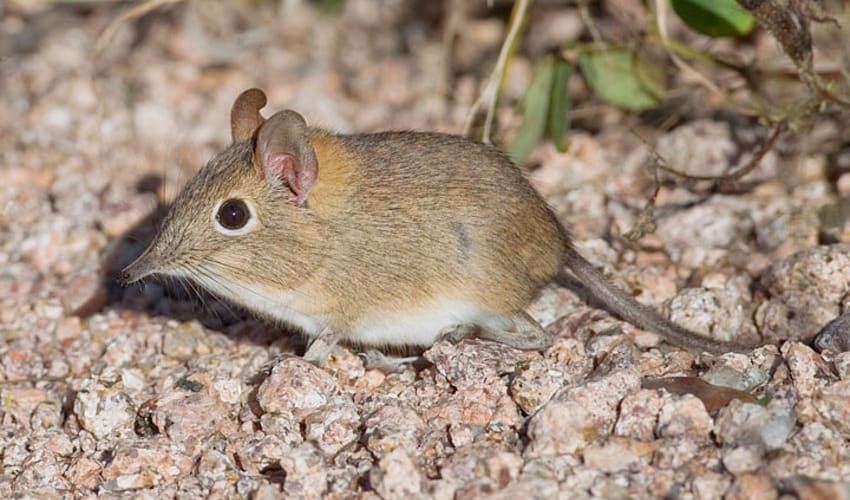 Rhynchocyon - Checkered elephant shrews: facts, distribution ...