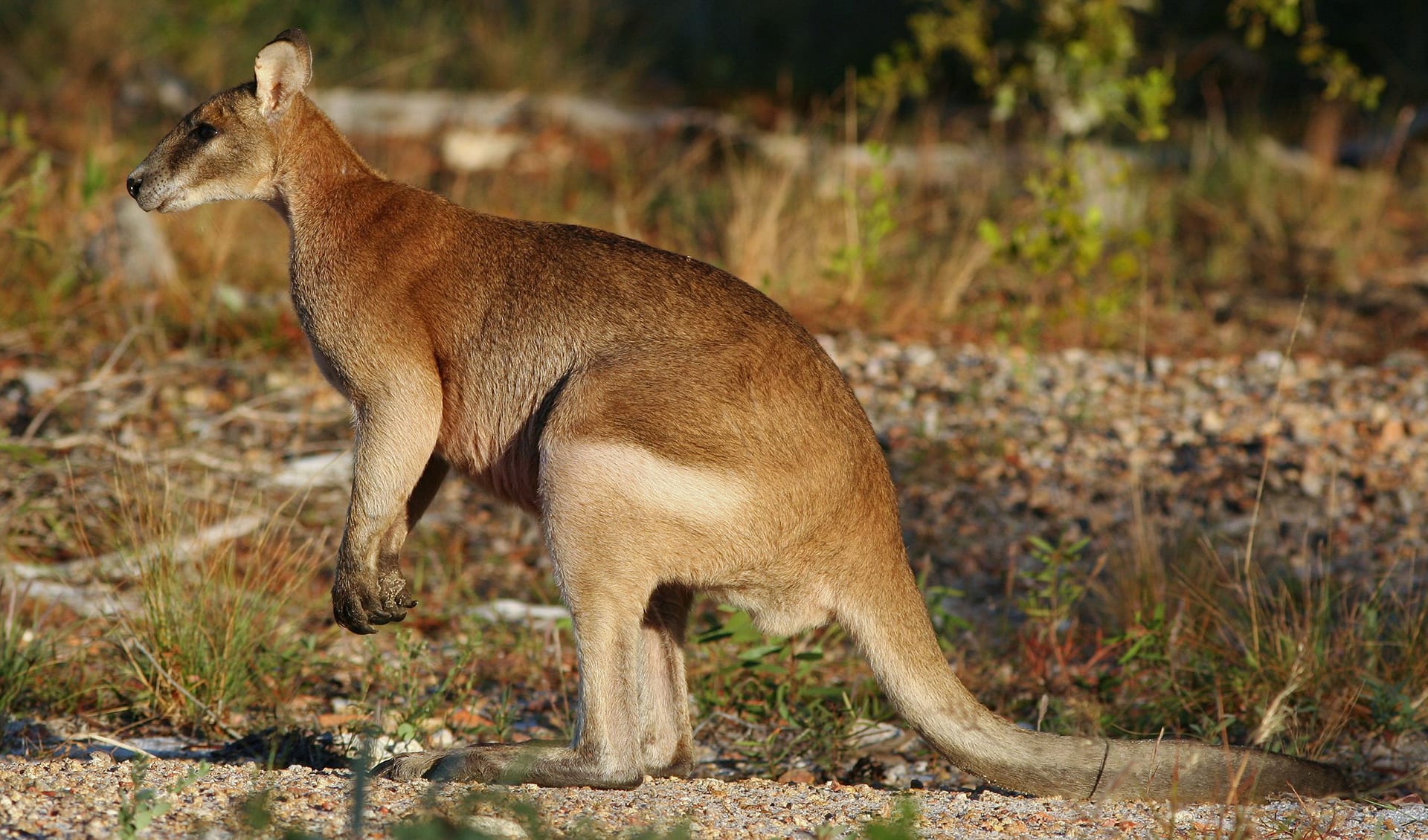 Agile wallaby facts, distribution & population | BioDB