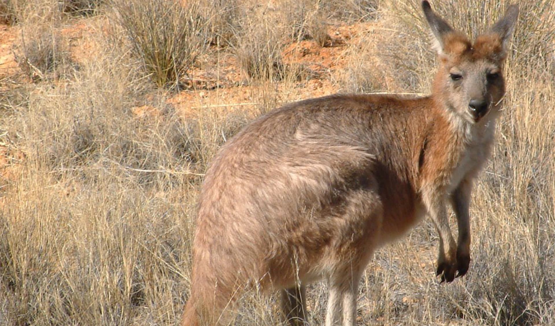 Common wallaroo facts, distribution & population | BioDB